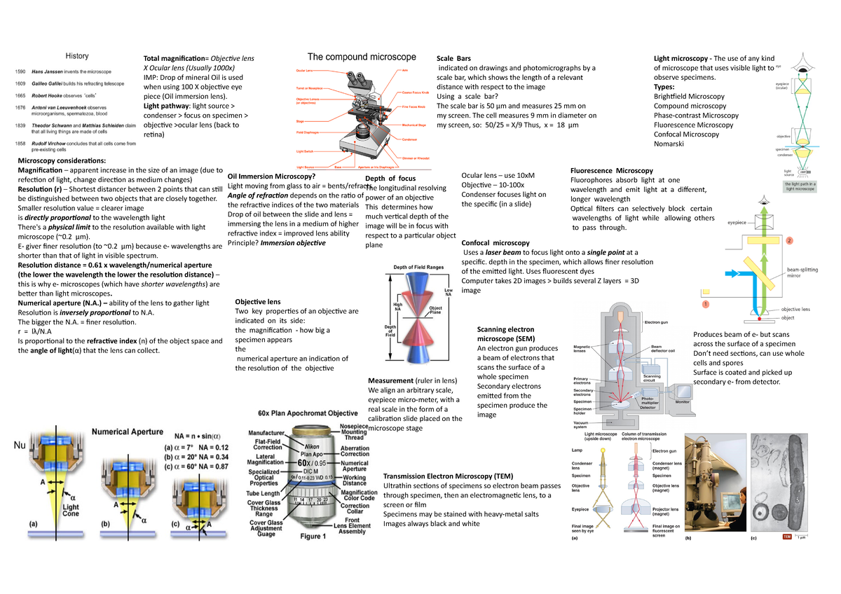 Cell Bio Microscopy - Lecture notes 2 - Total magnification= Objective ...