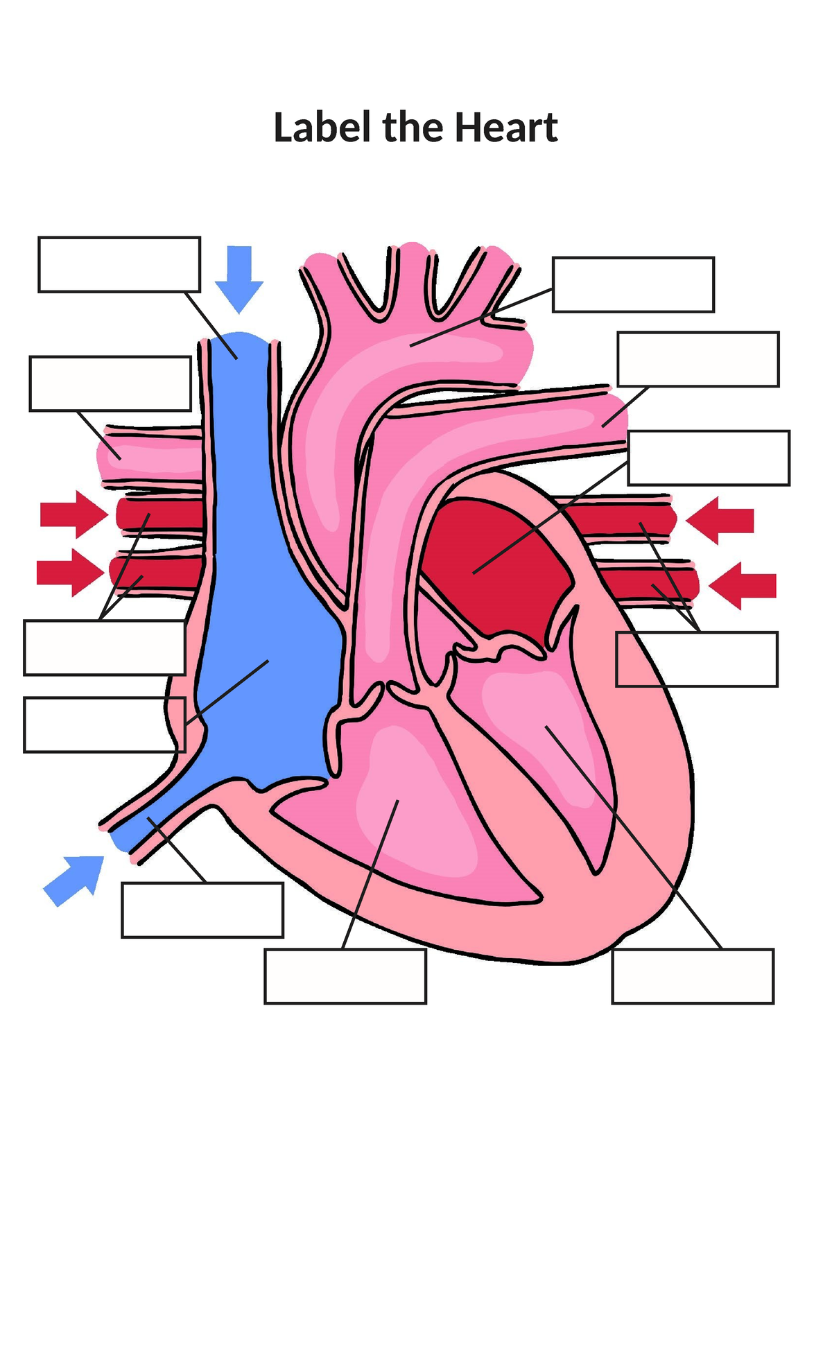 Human Heart - General Education Elective 2 - Label the Heart - Studocu
