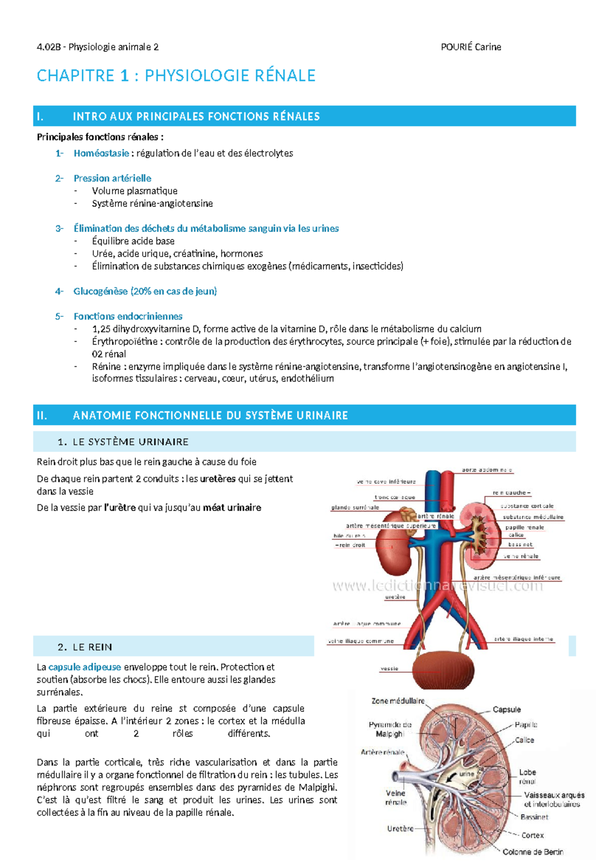 Physiologie rénale - Pourié - CHAPITRE 1 : PHYSIOLOGIE RÉNALE I. INTRO ...