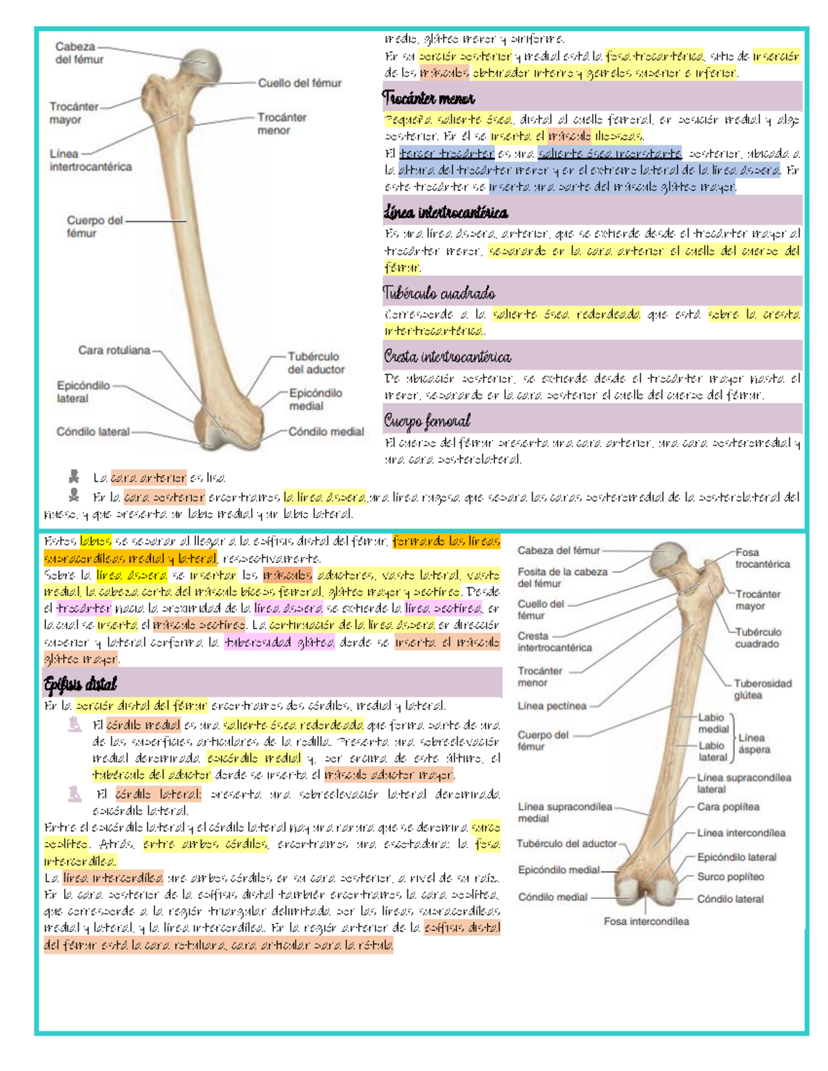 Flashcards 3 - medio, glúteo menor y piriforme. En su porción posterior ...