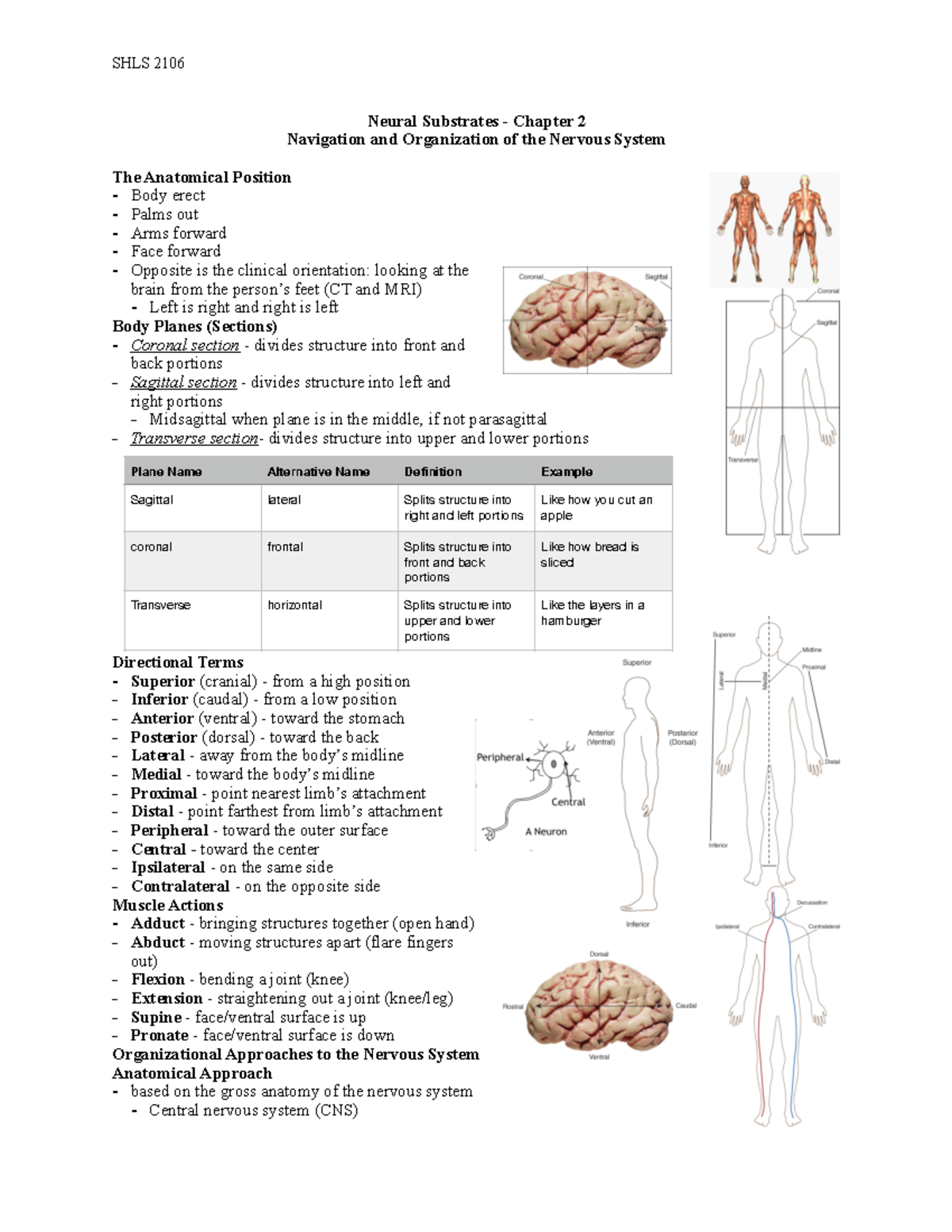 Neural Substrates Week 2 Shls 2106 Neural Substrates Chapter 2 Navigation And Organization