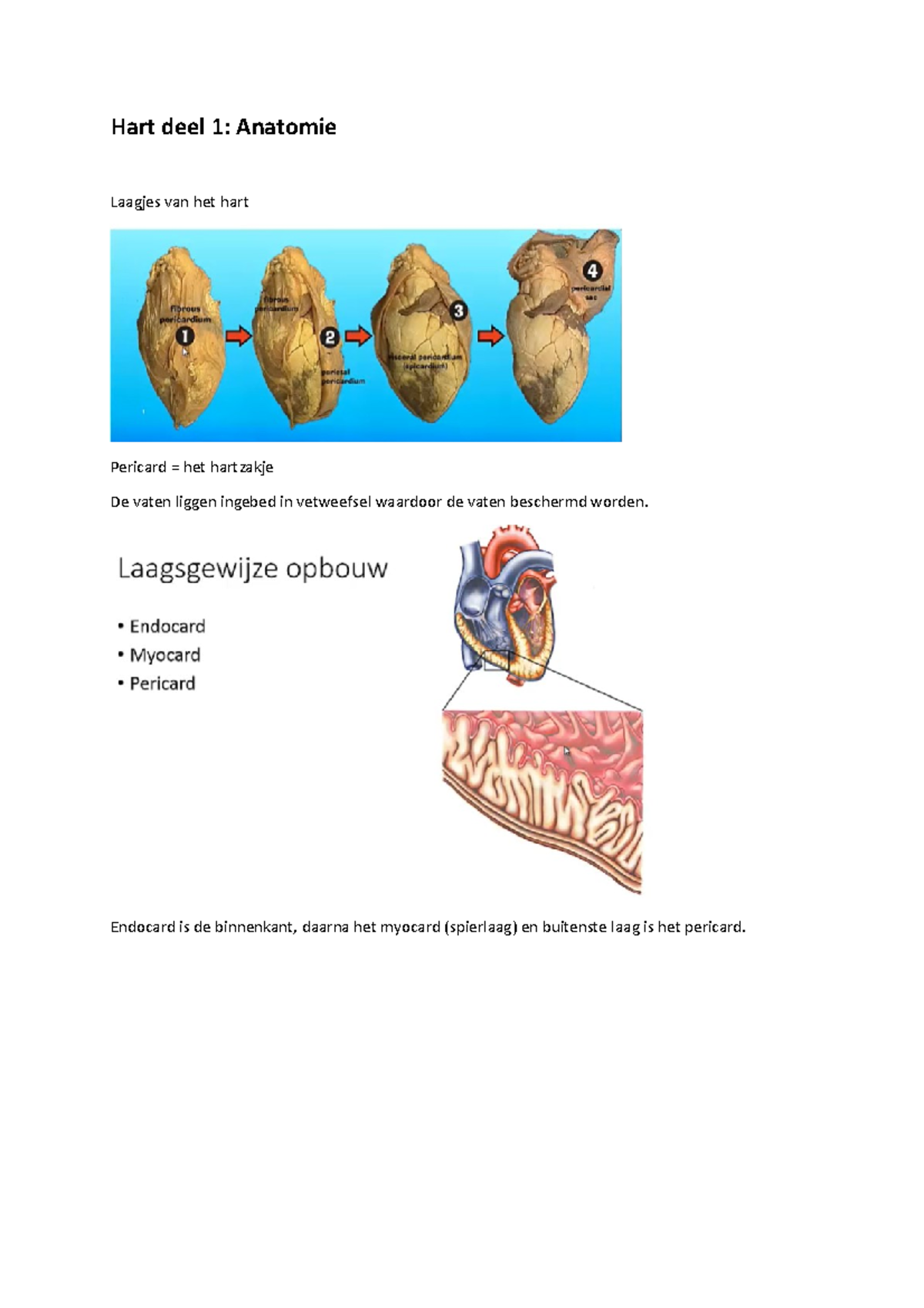 Mv Aantekeningen Semester 2 Hart Deel 1 Anatomie Laagjes Van Het