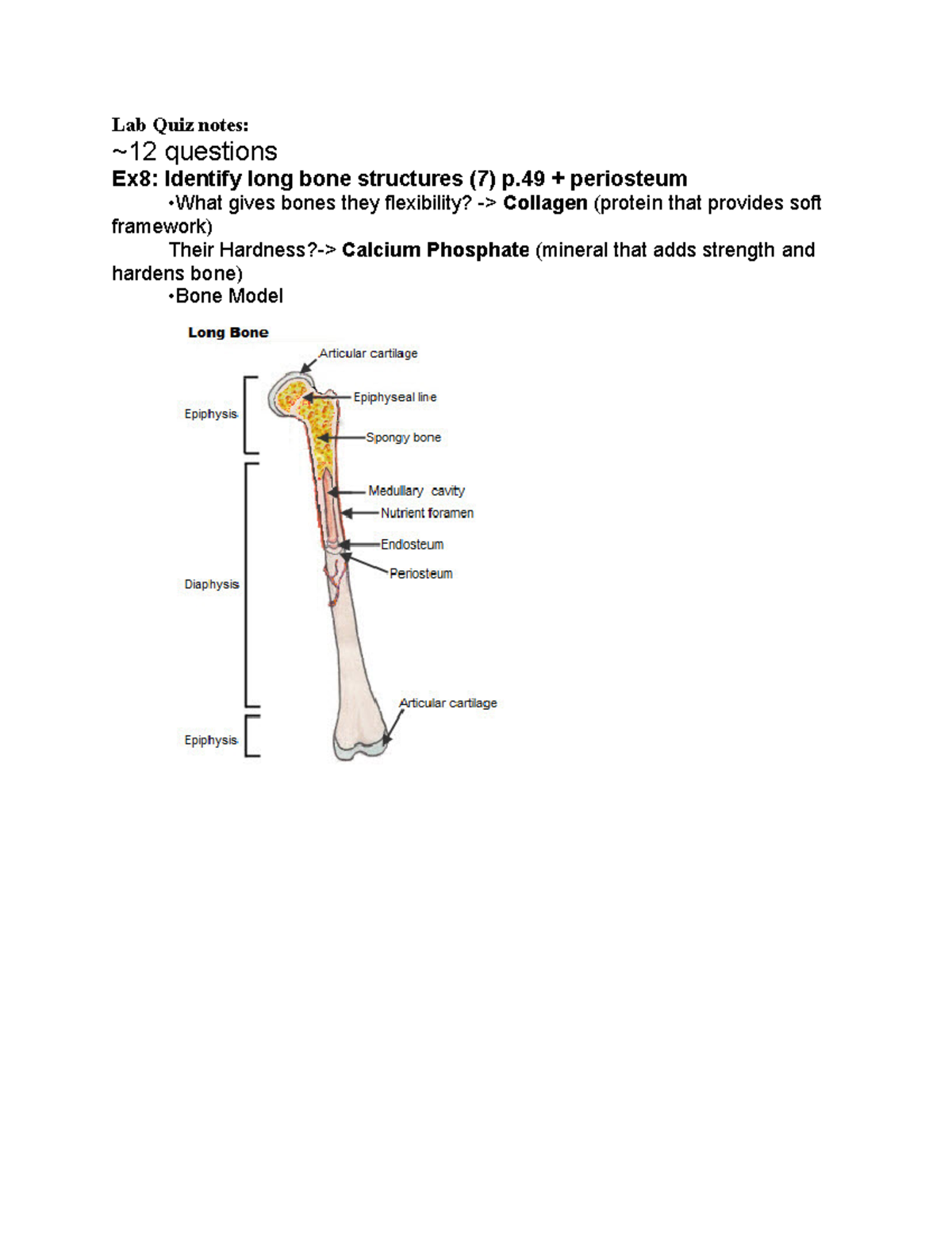 Lab Quiz 2 - These notes go over specific names for specific structures ...