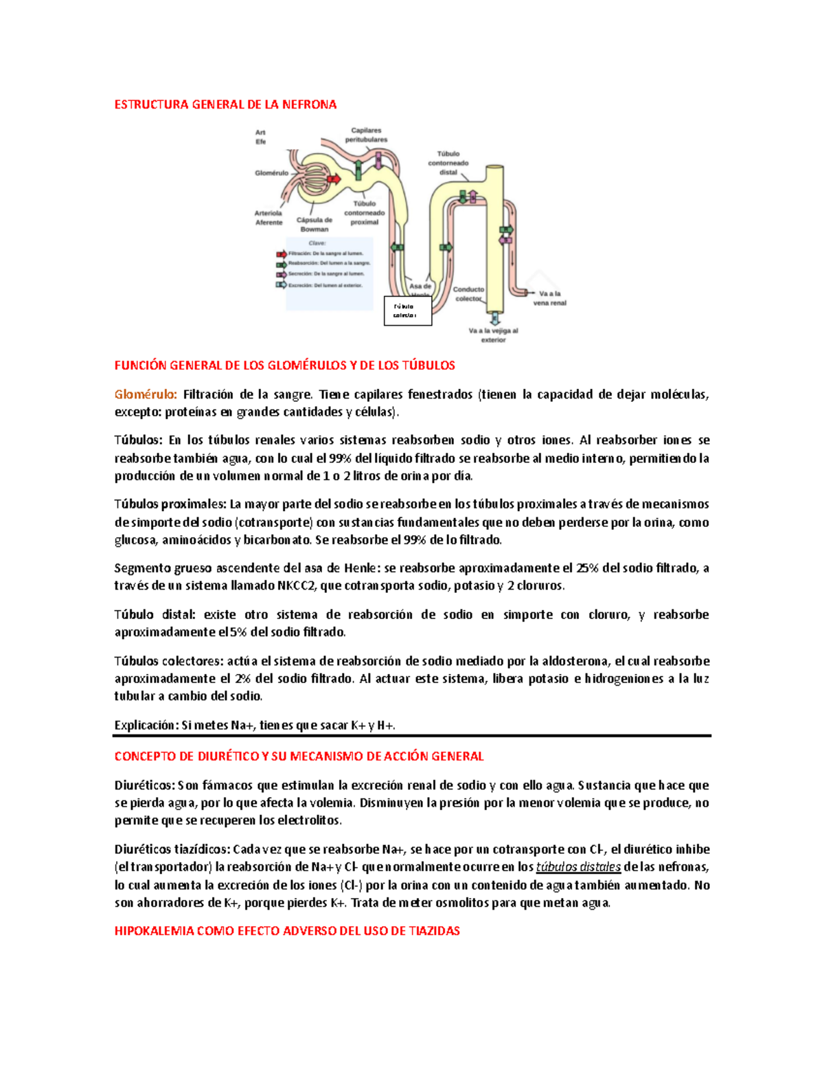 Bioquimica- nefrona - ESTRUCTURA GENERAL DE LA NEFRONA FUNCI”N GENERAL ...