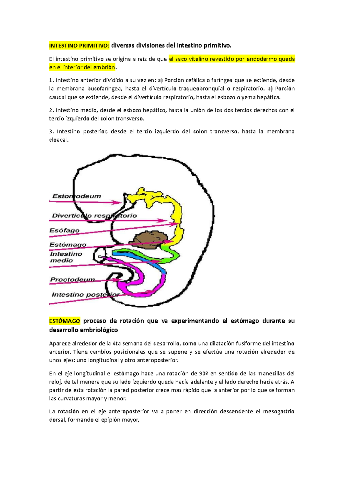 Embrio Sistema Digestivo - INTESTINO PRIMITIVO: diversas divisiones del ...