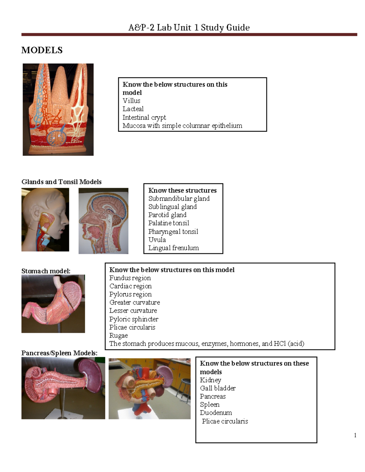 NUAP2 Lab Study Guide - MODELS Glands and Tonsil Models Stomach model ...