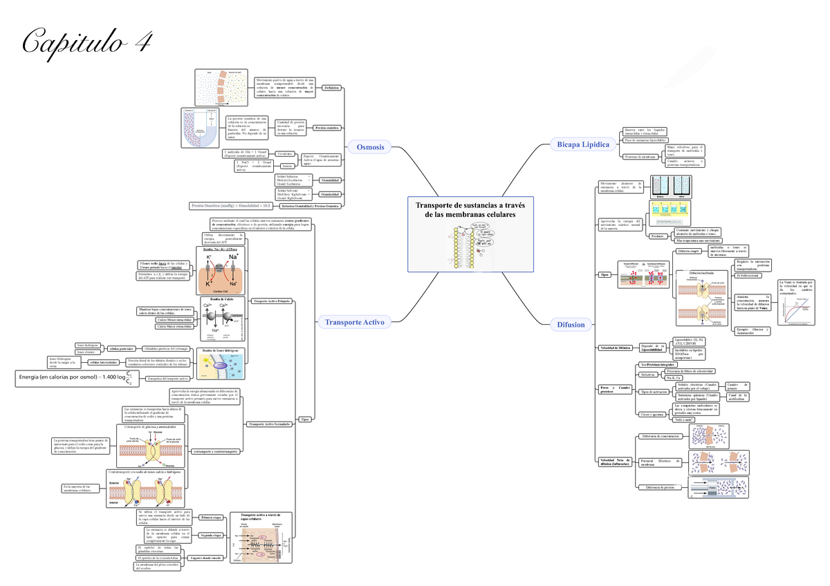Guyton y hall fisiología - Capitulo 4 - Transporte de sustancias a través de las membrana ...