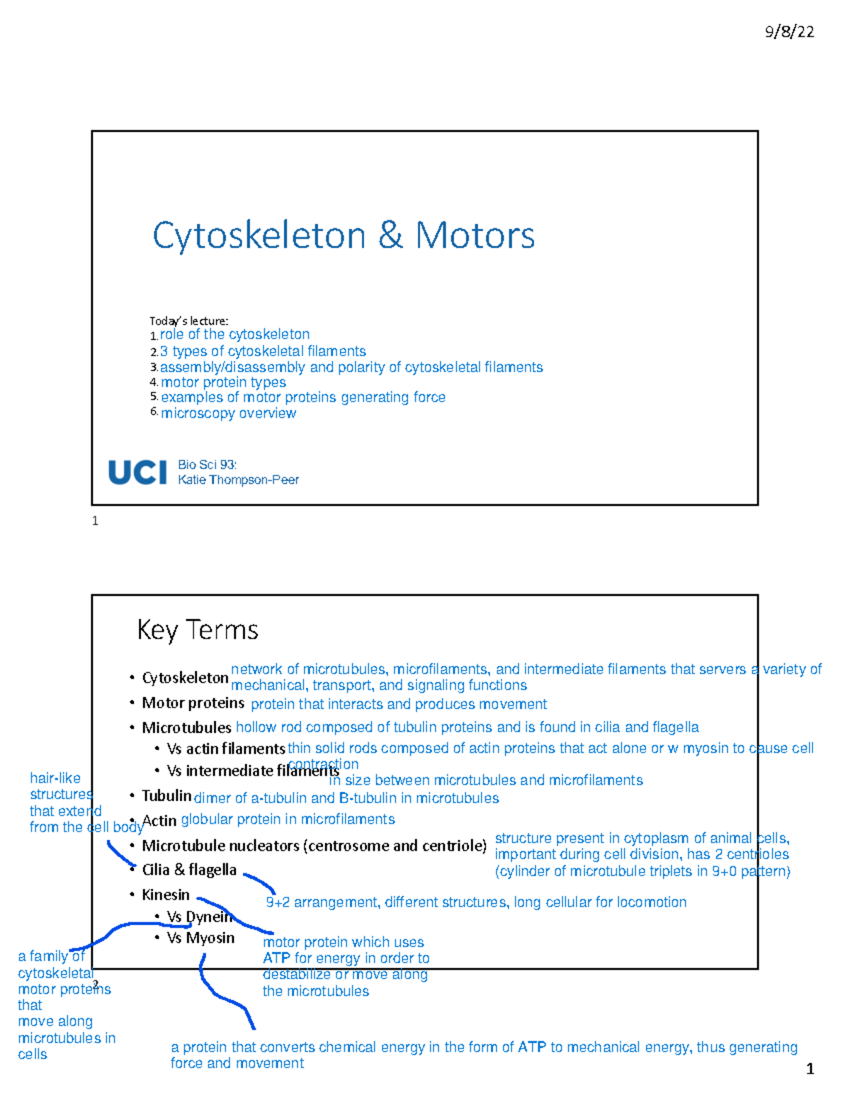 06 Cytoskeleton basics notes - Cytoskeleton & Motors Bio Sci 93: Katie ...