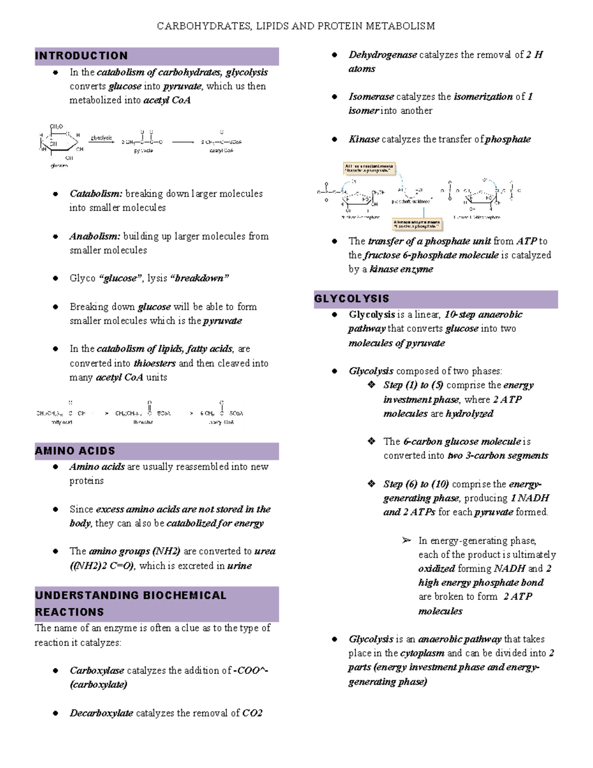 Carbohydrates, Lipids AND Protein Metabolism - INTRODUCTION In the ...