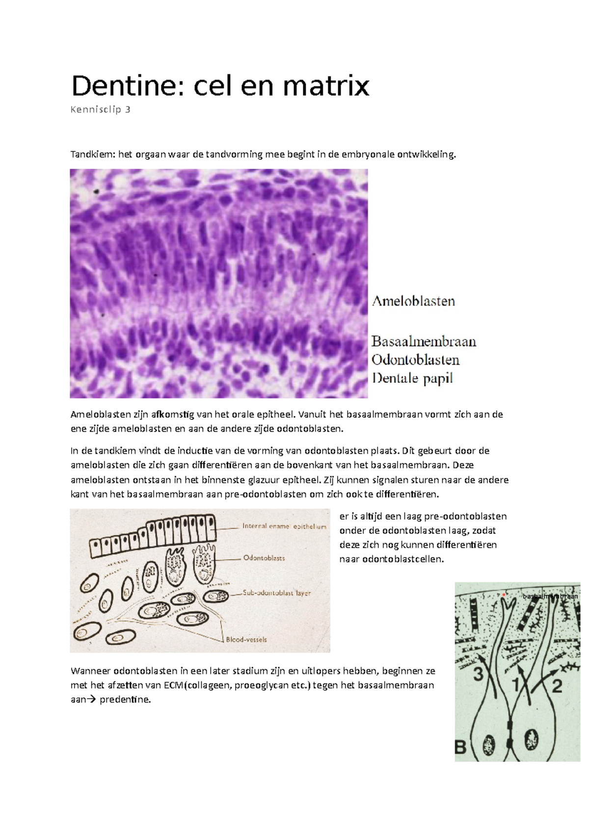 Dentine[ 1271] - aantekening van kennisclip 3 - Dentine: cel en matrix ...