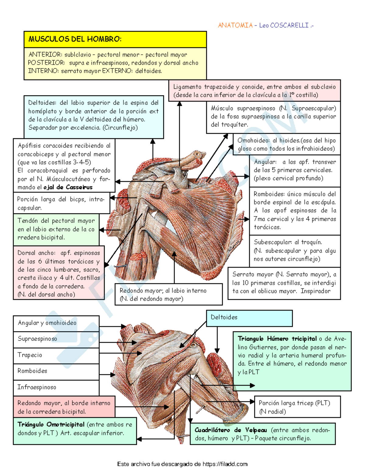 Musculos DEL Hombro - ANATOMIA – Leo COSCARELLI .- Ligamento trapezoide ...