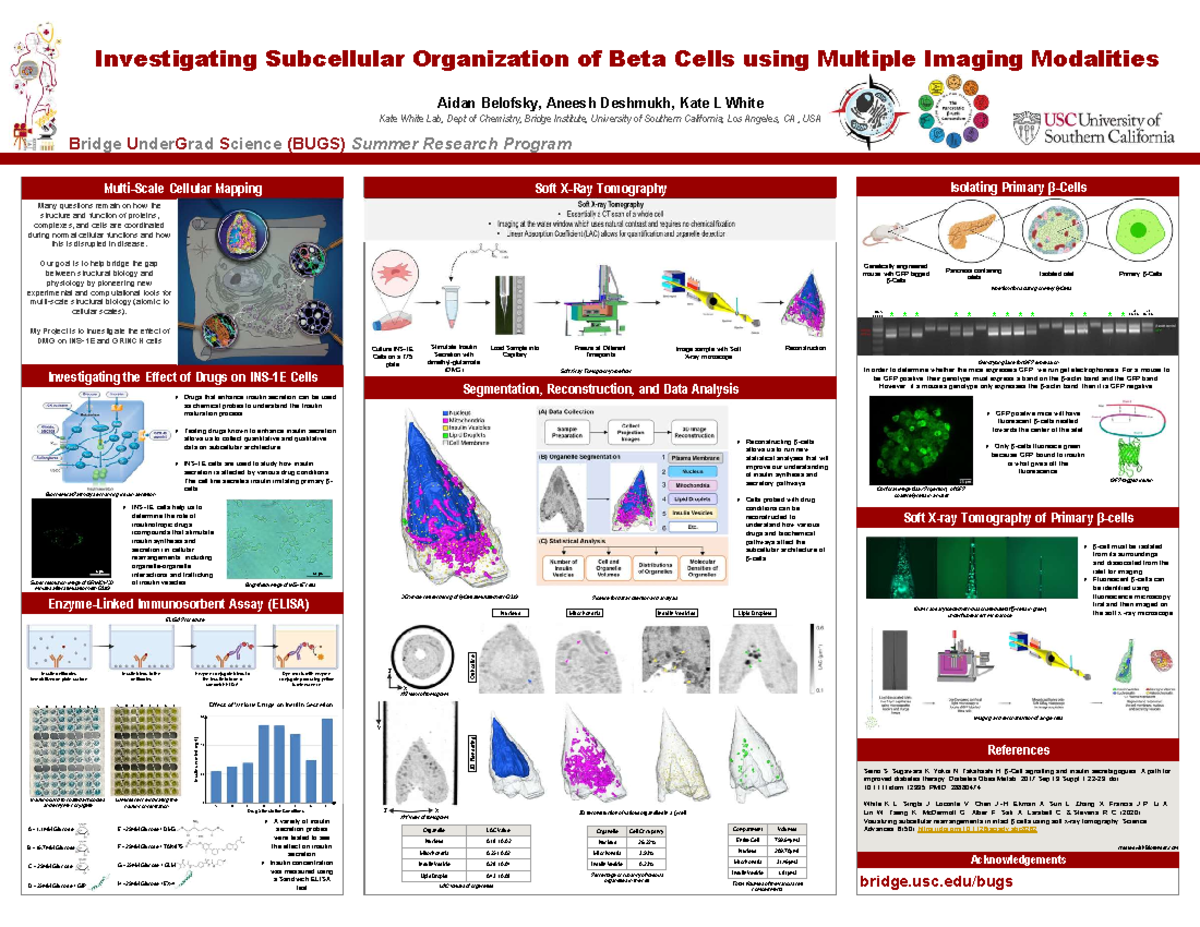 2022 Bugsjr Sample Poster 1 - Investigating Subcellular Organization of ...