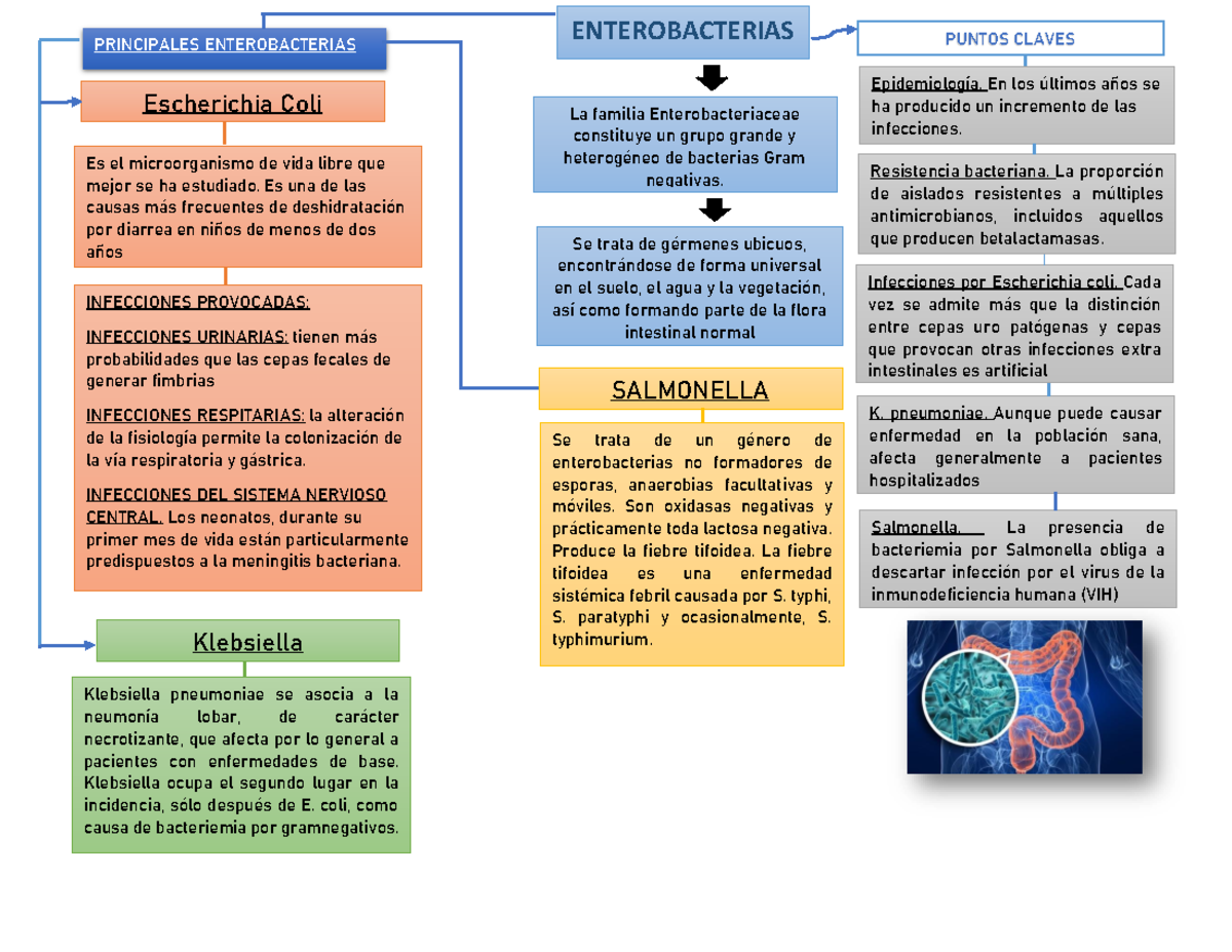 MAPA Enterobacterias - ENTEROBACTERIAS La familia Enterobacteriaceae ...