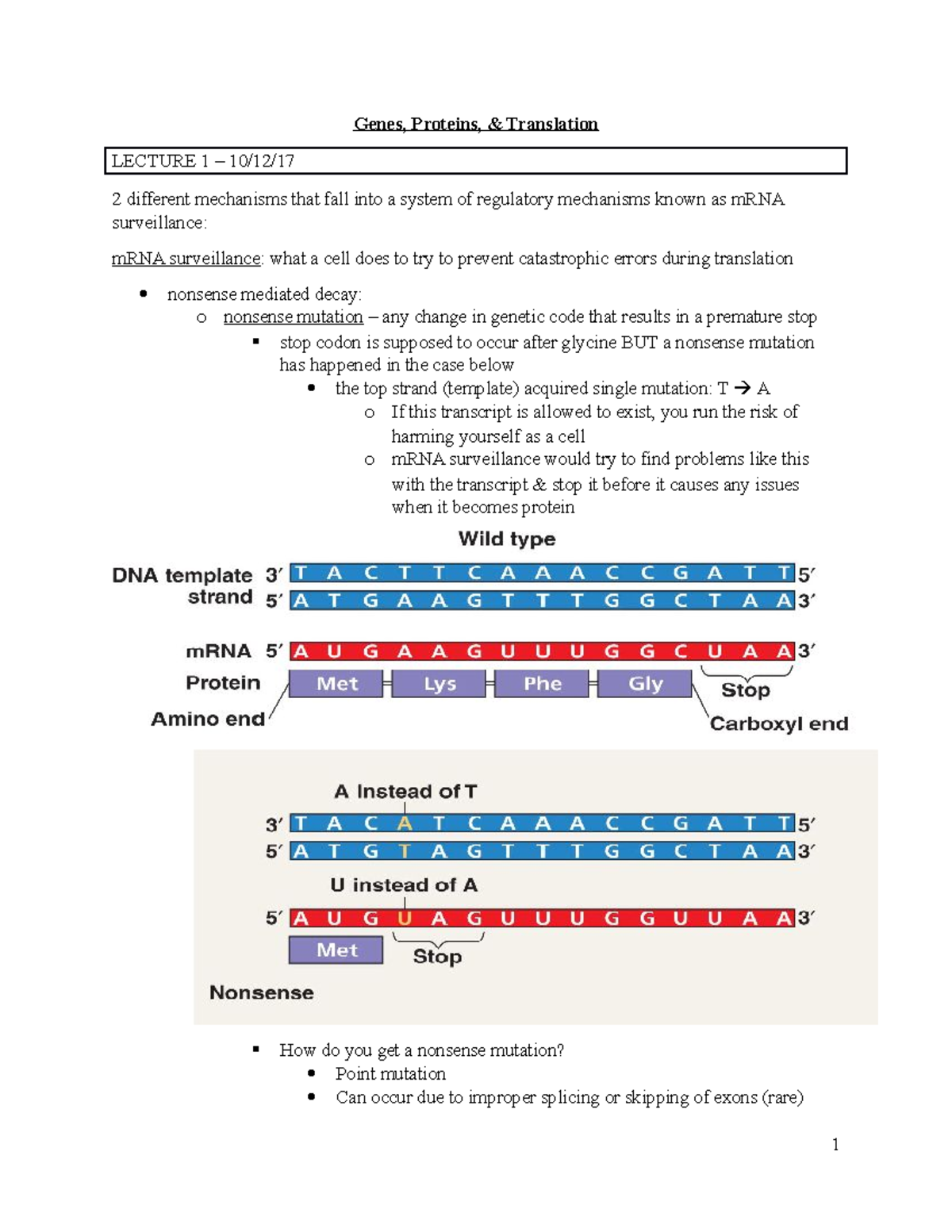 Genes, Proteins, and Translation - Genes, Proteins, & Translation ...