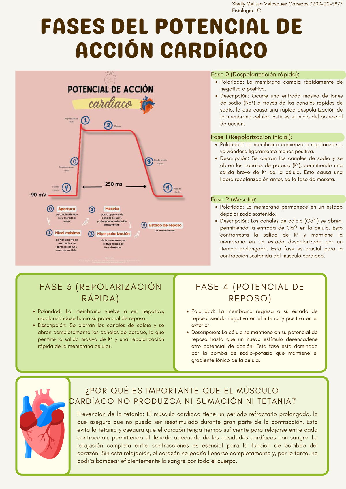 FASES DEL POTENCIAL DE ACCIÓN CARDÍACO - FASE 3 (REPOLARIZACIÓN RÁPIDA ...