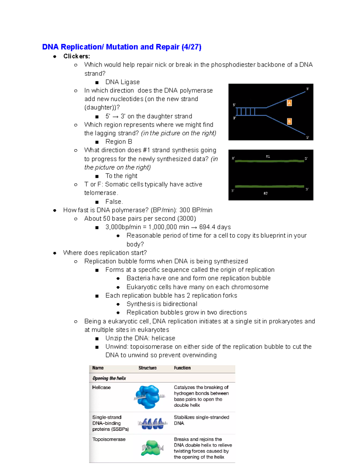 BIOL160 DNAreplicationandmutation - DNA Replication/ Mutation and ...