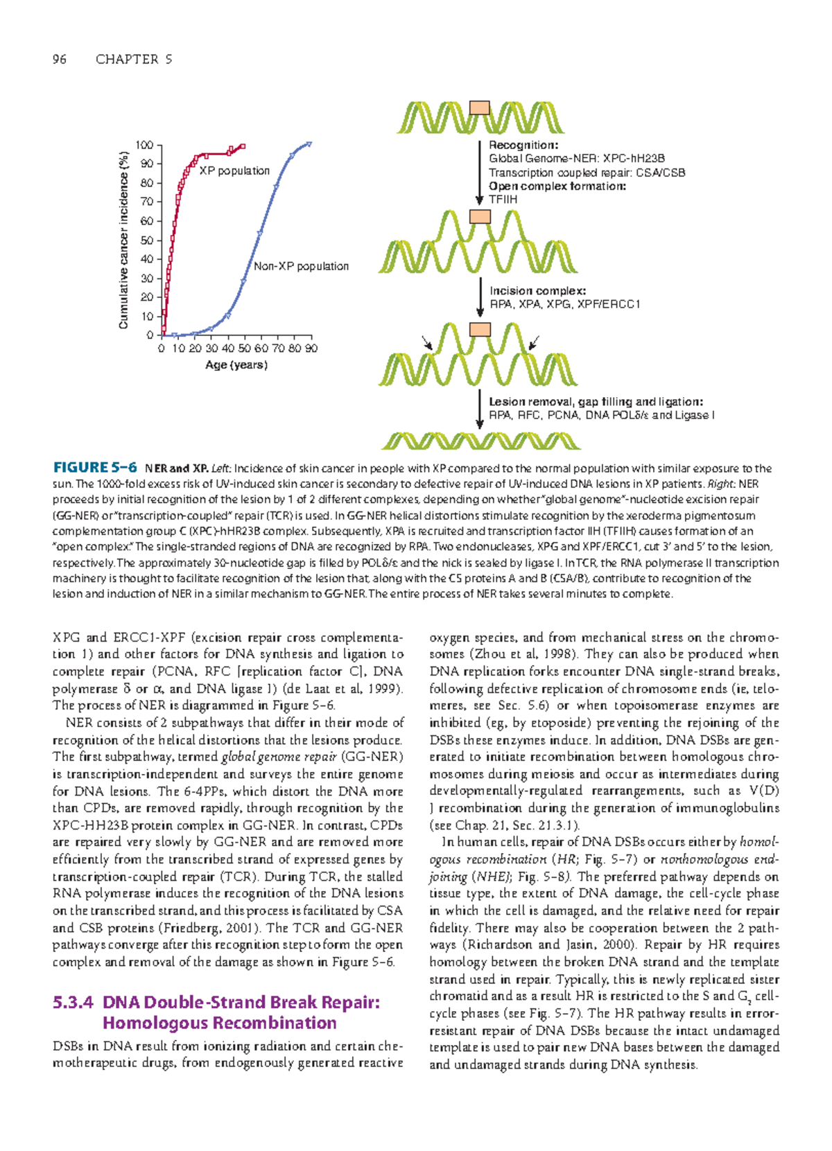 Basic Science of Oncology 5th-37 - 96 CHAPTER 5 XPG and ERCC1-XPF ...