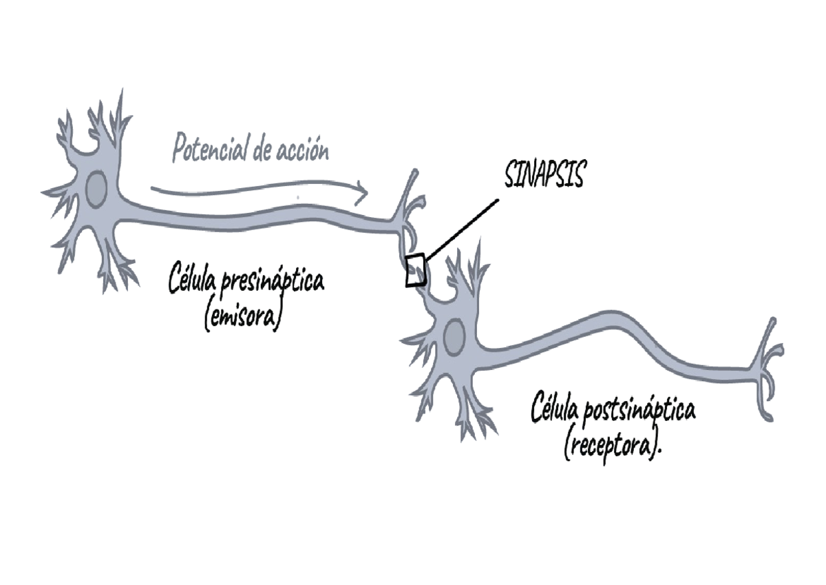 Diseño - dsadasd - Ingenieria Civil - Potencial de acción SINAPSIS Célula presináptica (emisora ...