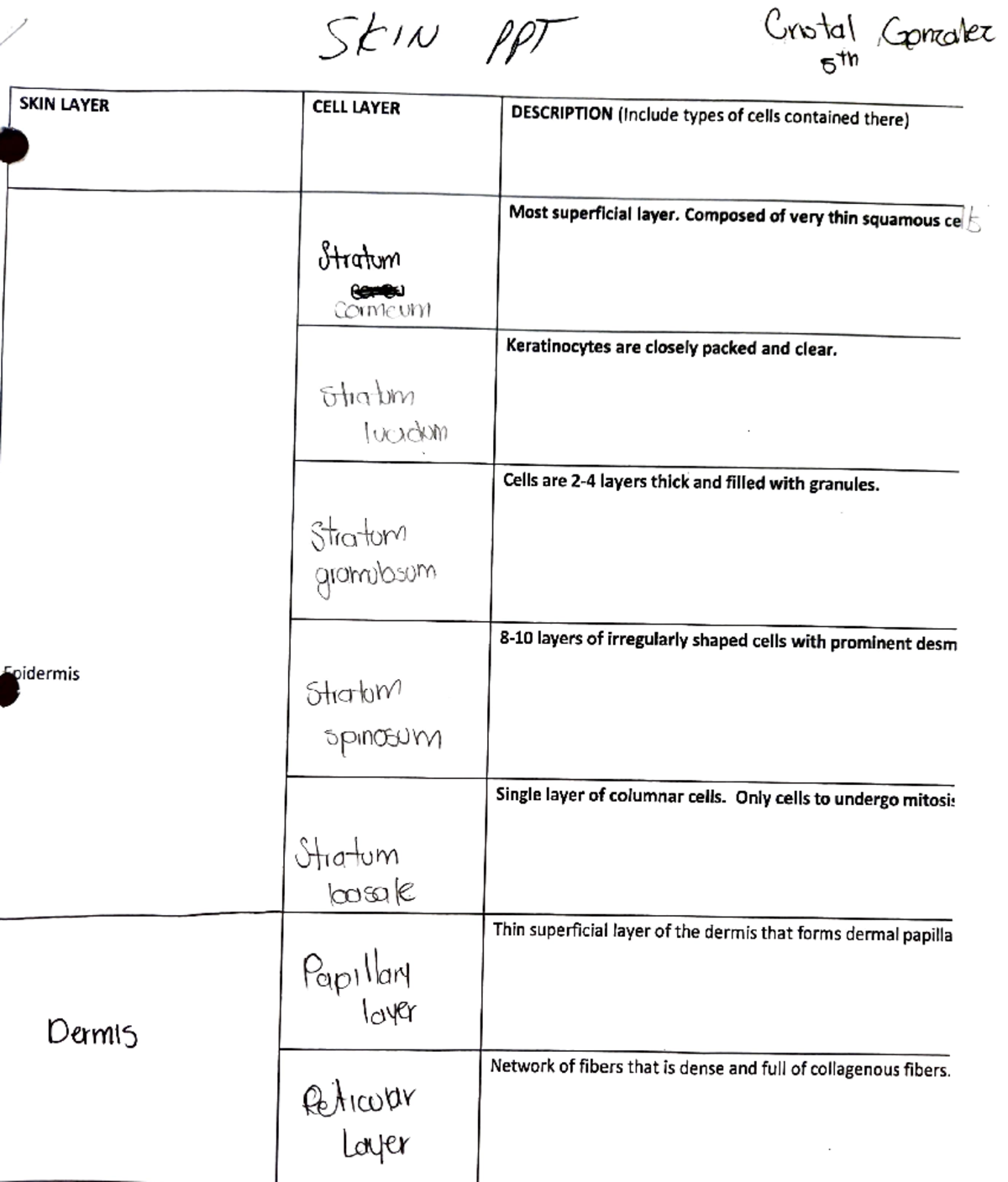 Skin layers - Epidermis and dermis - SKIN LAYER Foidermis Demi CELL ...
