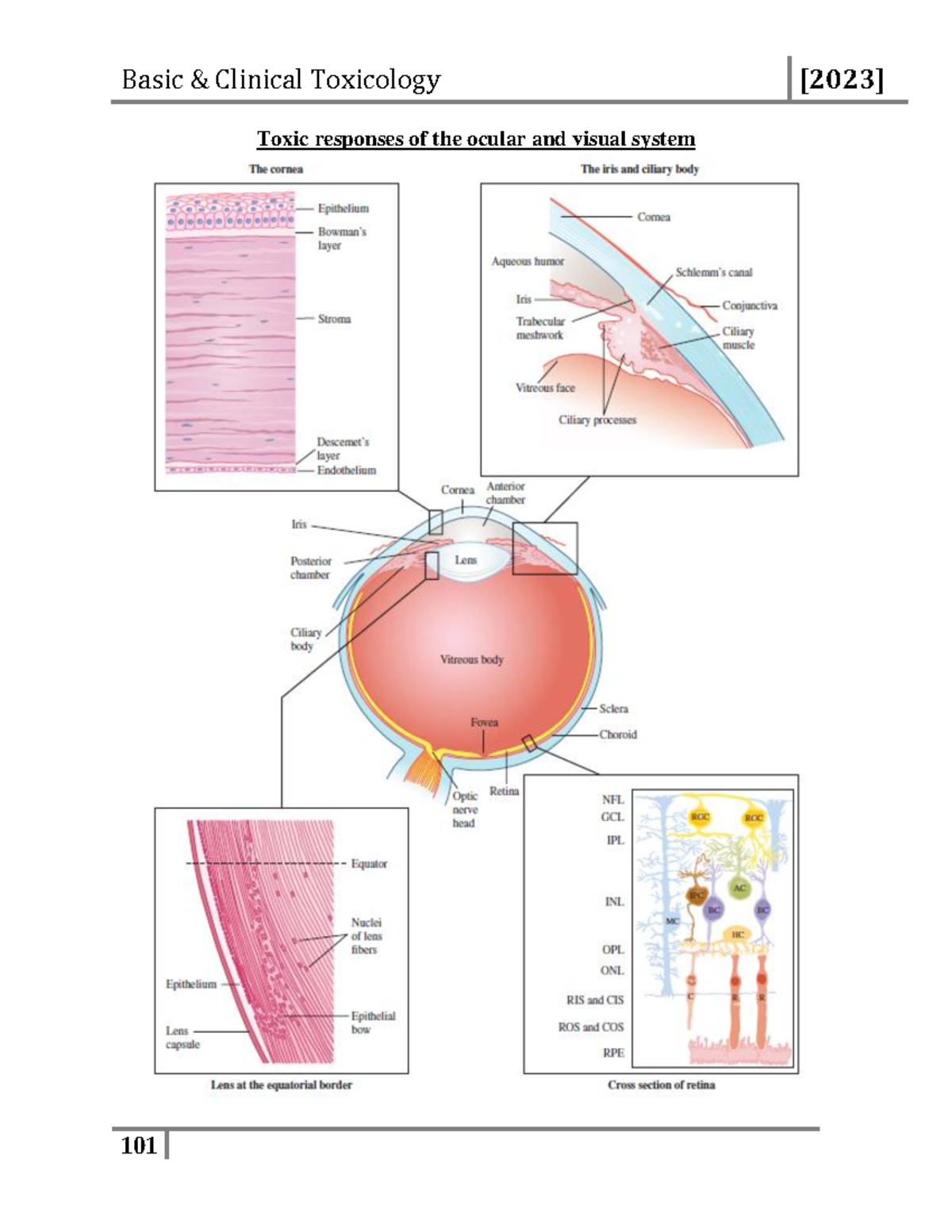 Toxic responses of the ocular and visual system - Toxic responses of ...