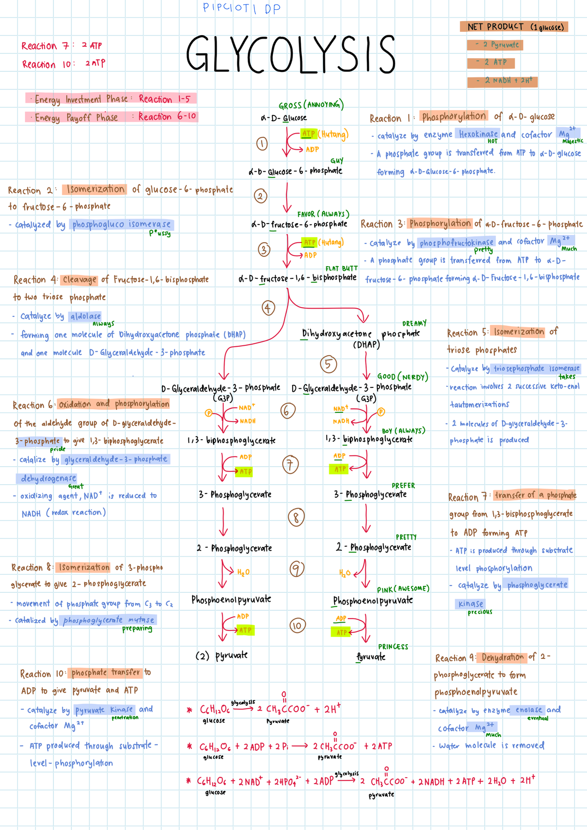 Glycolysis - biochemistry - Studocu