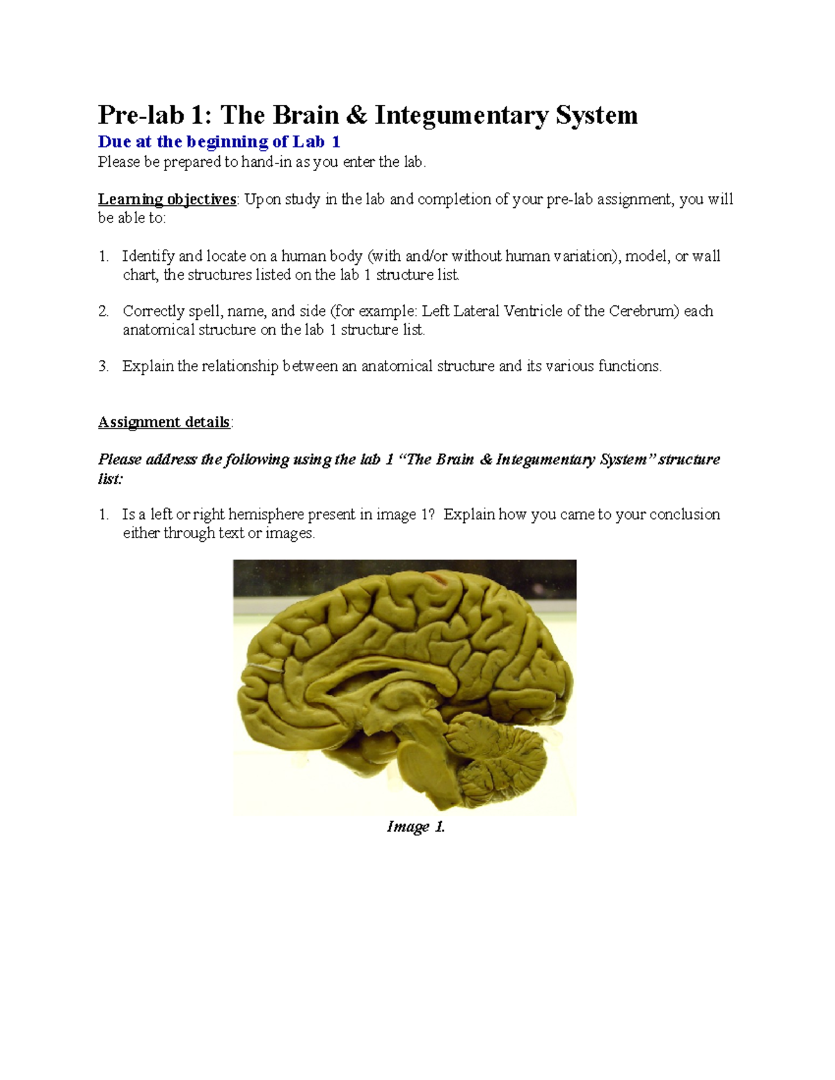 Prelab 1 - Pre-lab assignment for lab #1 - Pre-lab 1: The Brain ...