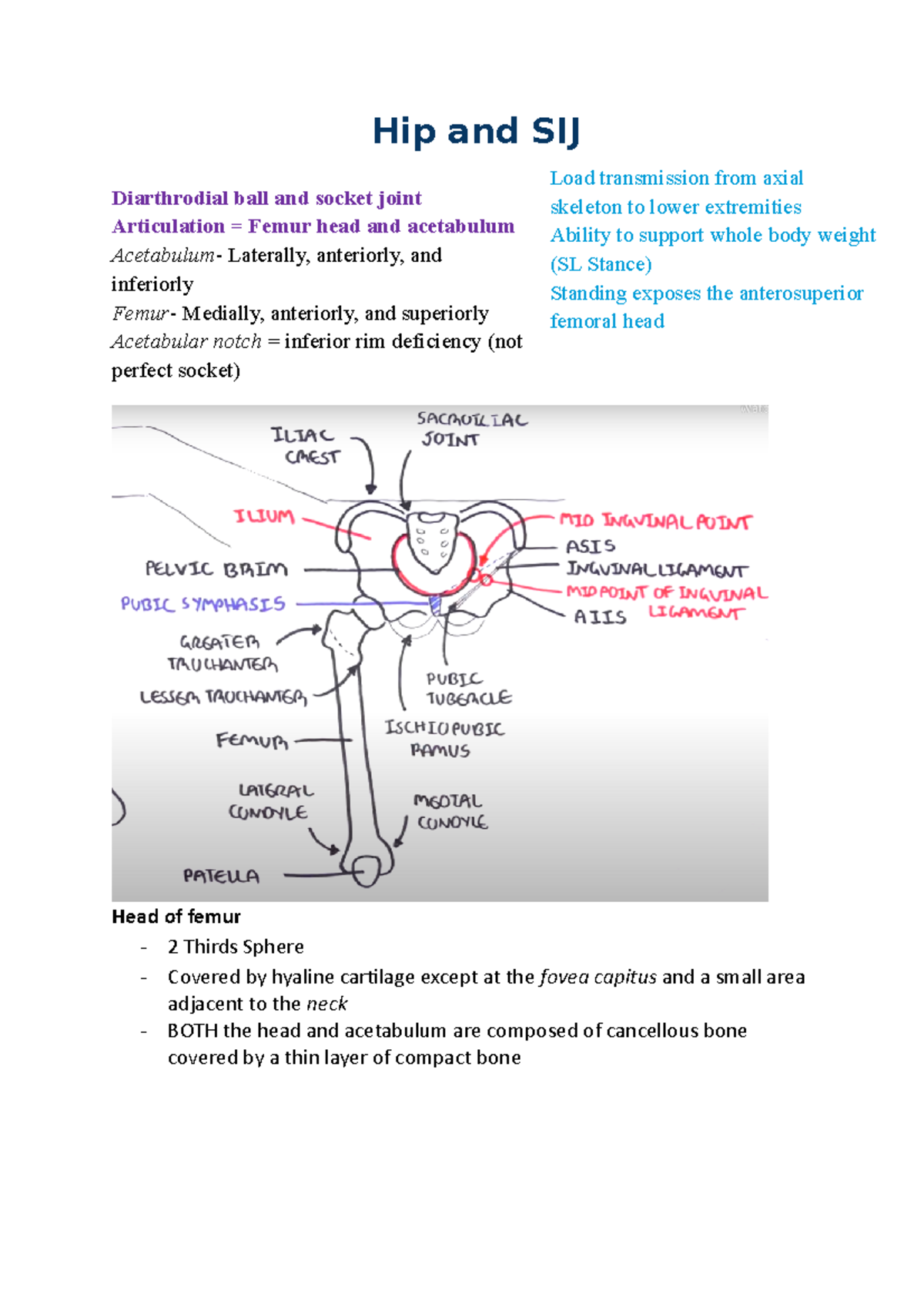 Hip Anatomy and Pathology- Physiotherapy - Hip and SIJ Diarthrodial ...