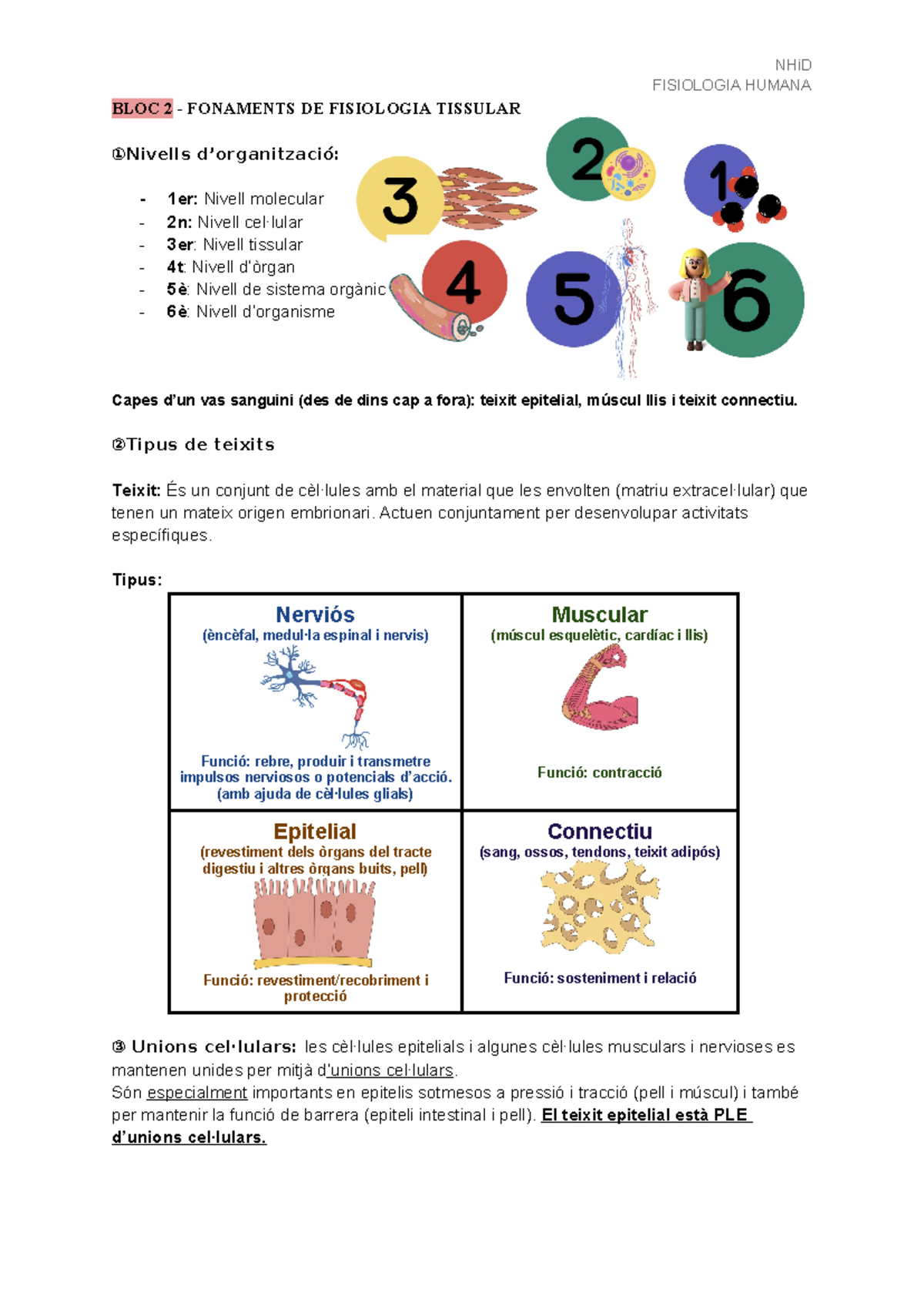BLOC 2 - Fonaments de Fisiologia Tissular - FISIOLOGIA HUMANA BLOC 2 - FONAMENTS DE FISIOLOGIA ...