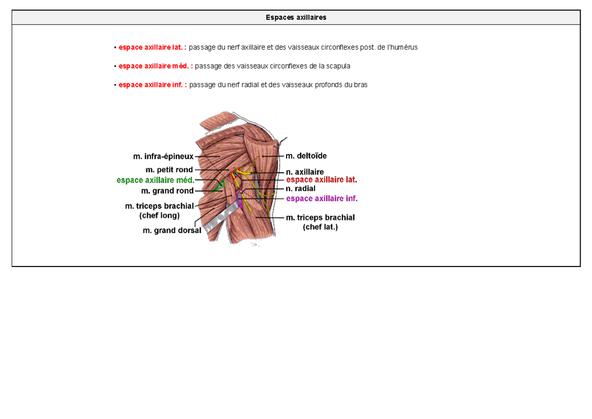 Tableau Recap myologie membre sup - Espaces axillaires espace axillaire ...