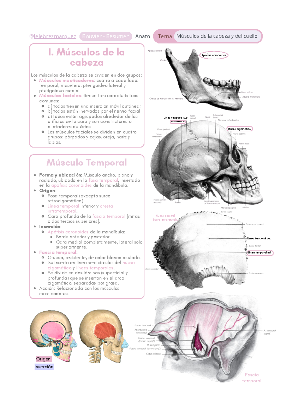 Rouvier: Músculos de la cabeza. Resumen - I. Músculos de la cabeza Los ...