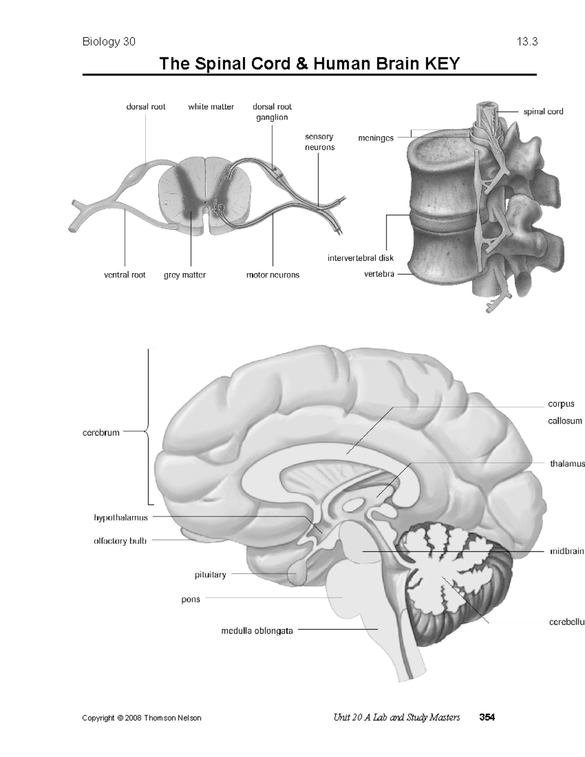 Bio30 - Unit A - 7 - CNS KEY - DESN2301 - Biology 30 13. The Spinal ...