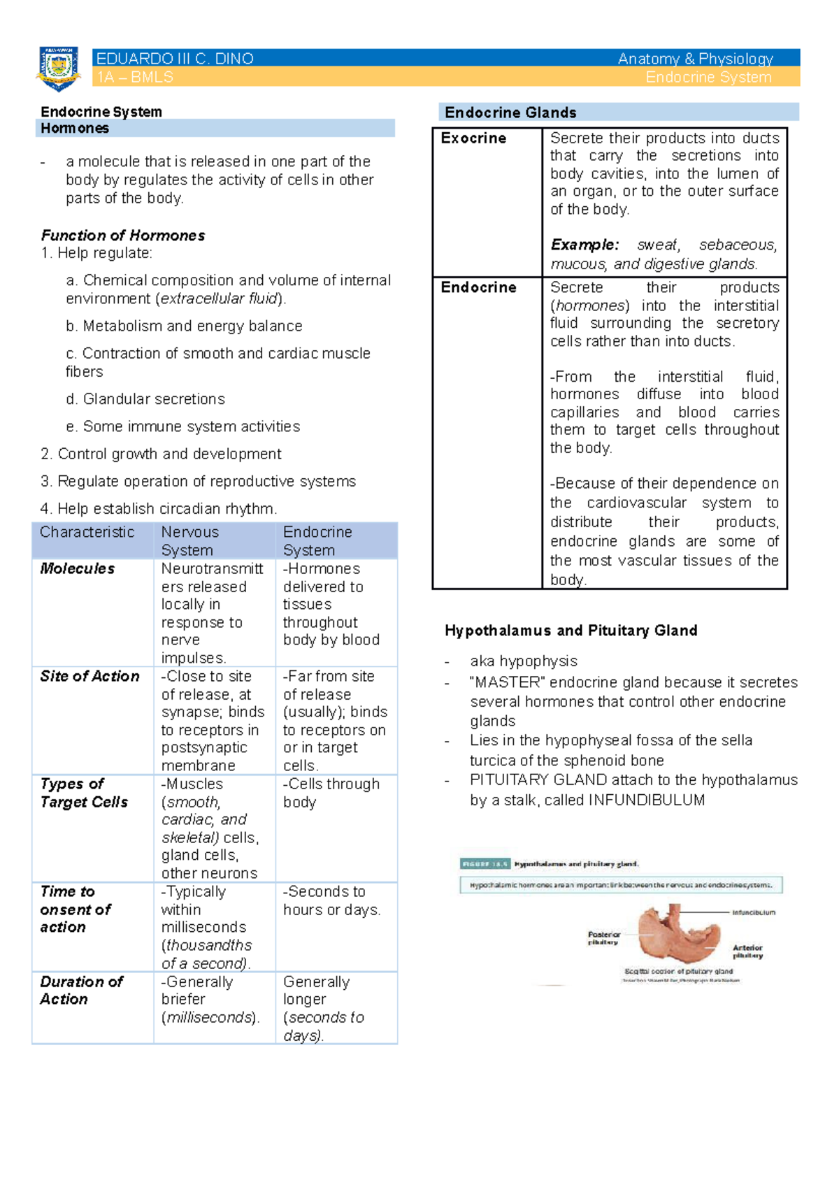 Endocrine System - This lecture notes is about the topics that was ...