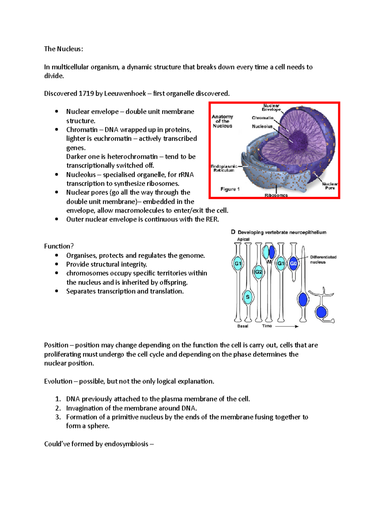 Cell and Molecular Biology L24 - The Nucleus: In multicellular organism ...
