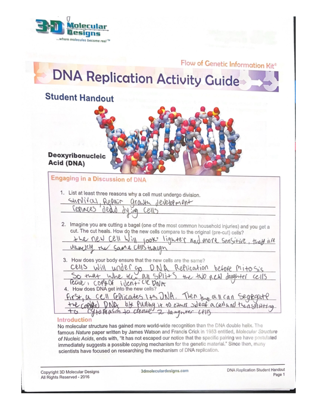 Molecular - DNA Rep Replication - BUS 3315 - Studocu