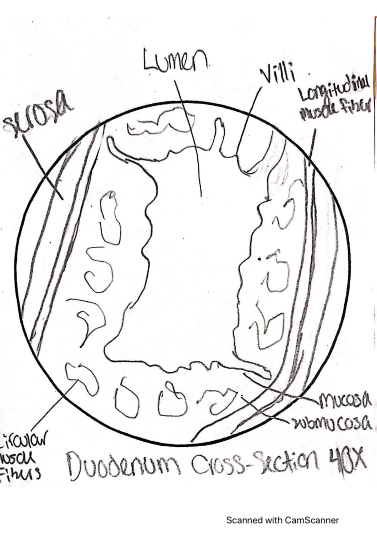 Bio Lab duodenum - BIOL 1107 - Studocu