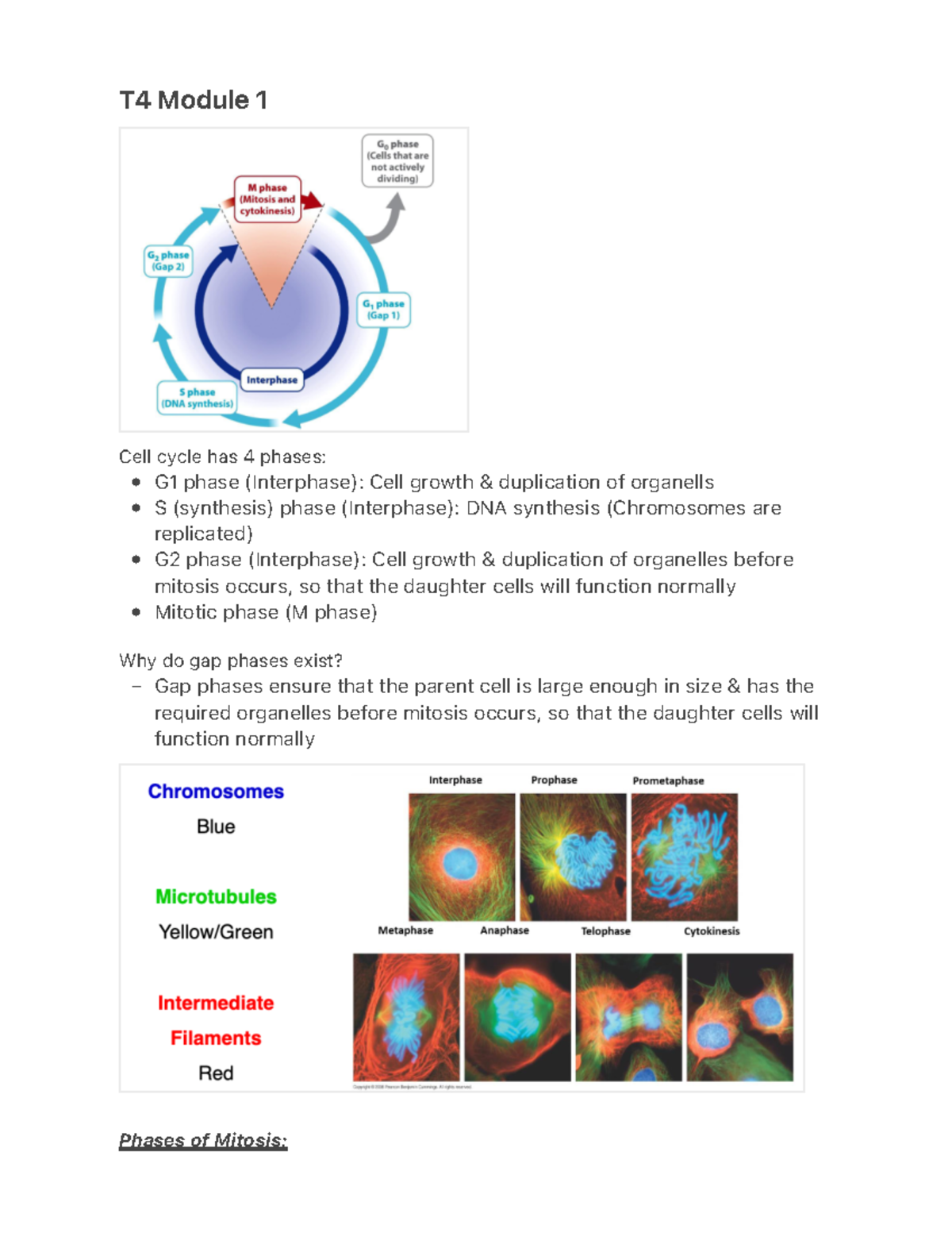 T4 Module 1 - notes - T4 Module 1 Cell cycle has 4 phases: G1 phase ...