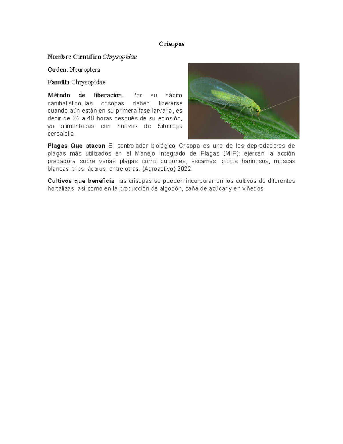 Crisopas - cccccccccccccccc - Crisopas Nombre Científico Chrysopidae ...