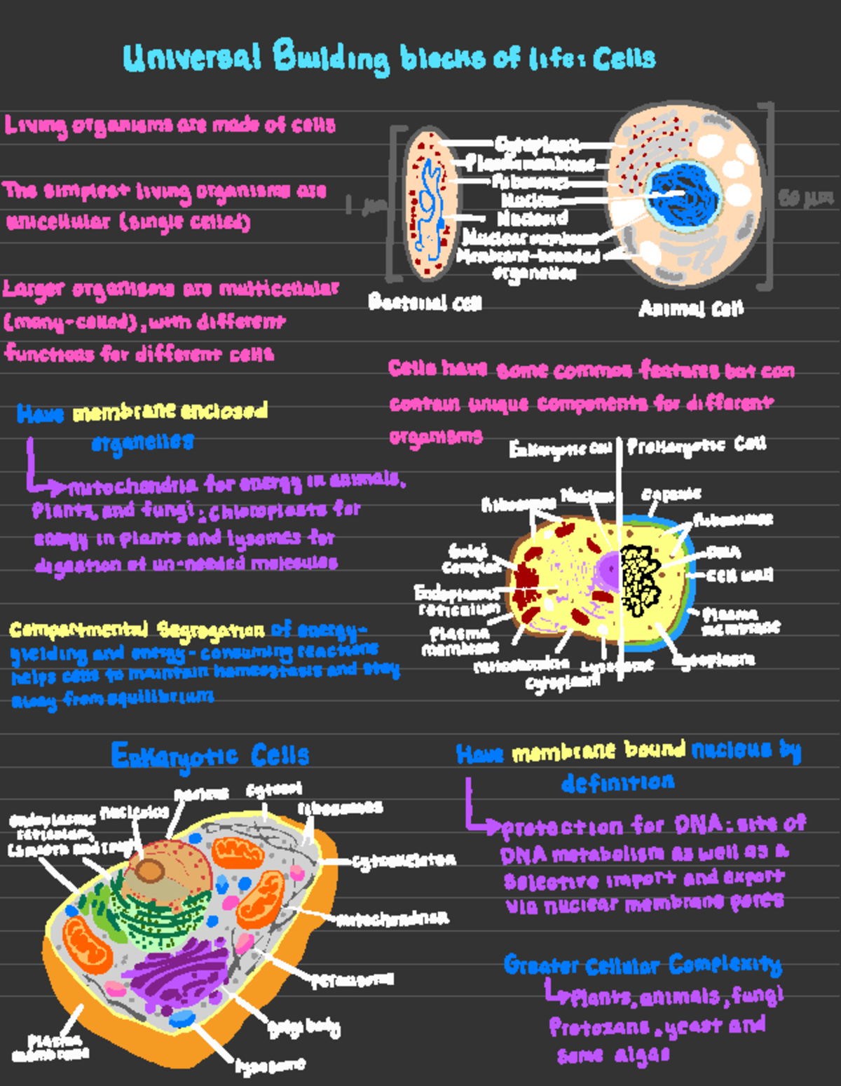 Module 1 Lesson 2 Cells as Universal Building Blocks (NEW) - Universal ...