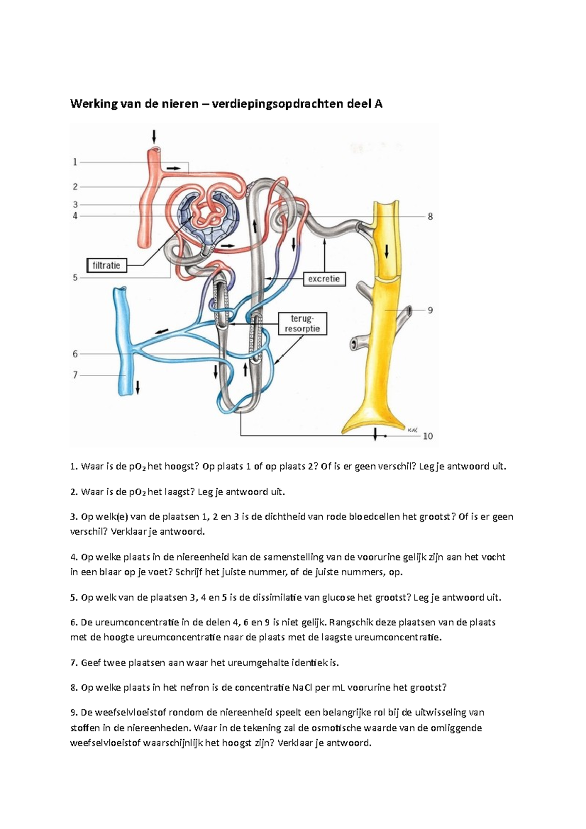 Verdiepingsopdrachten nieren - antwoorden - Werking van de nieren ...