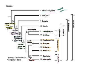 gen bio 116 eukaryotes phylogeny - 01:119:116 - Studocu