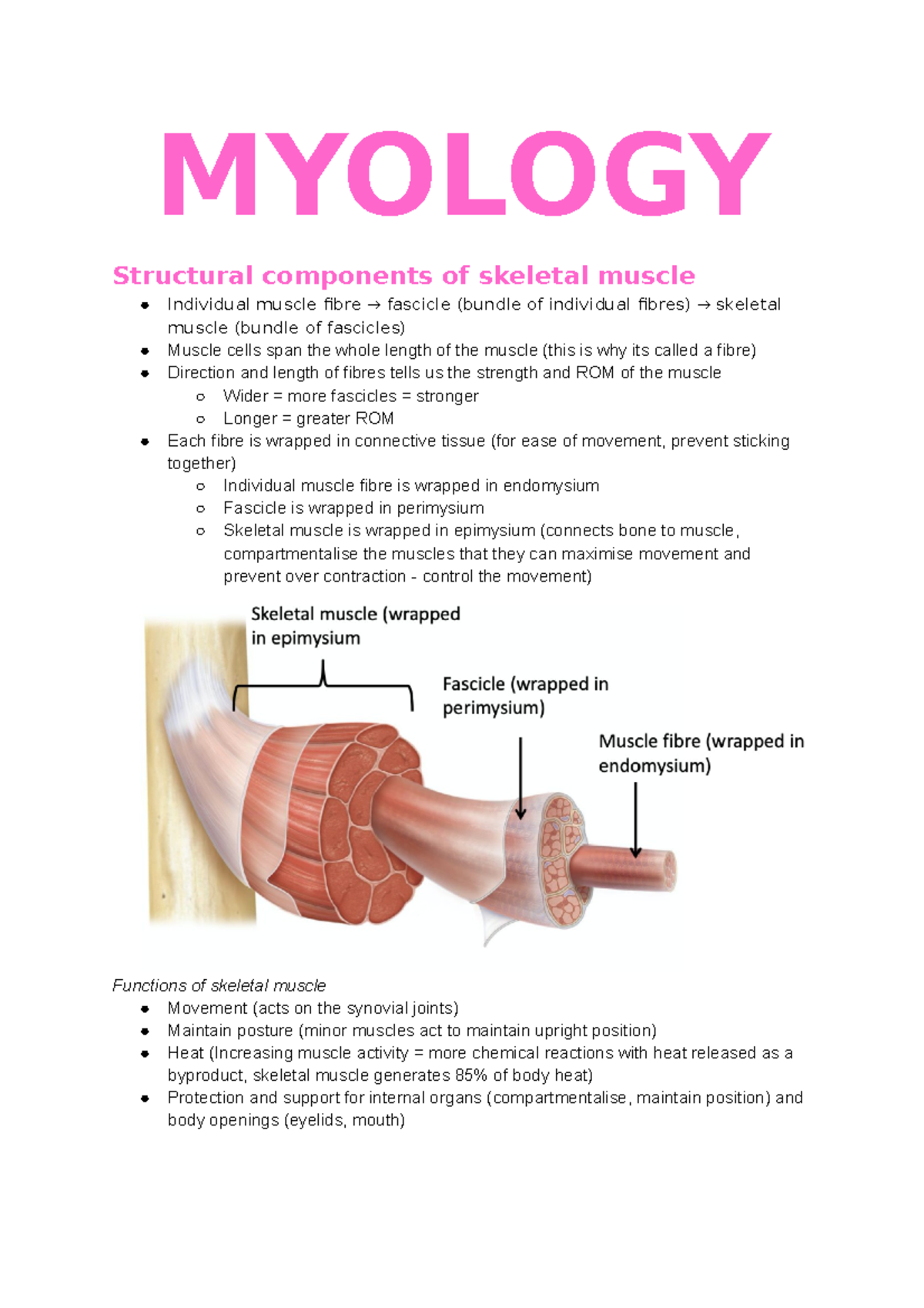 Myology - MYOLOGY Structural components of skeletal muscle Individual ...