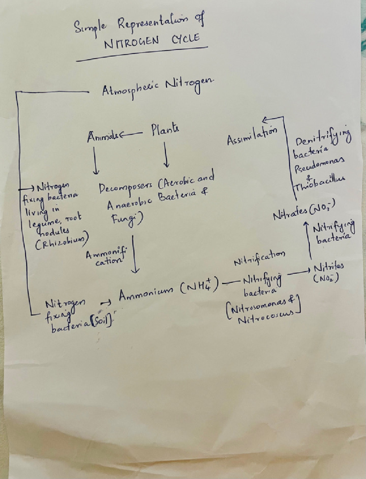 Simple representation of nitrogen cycle - Environmental Science ...