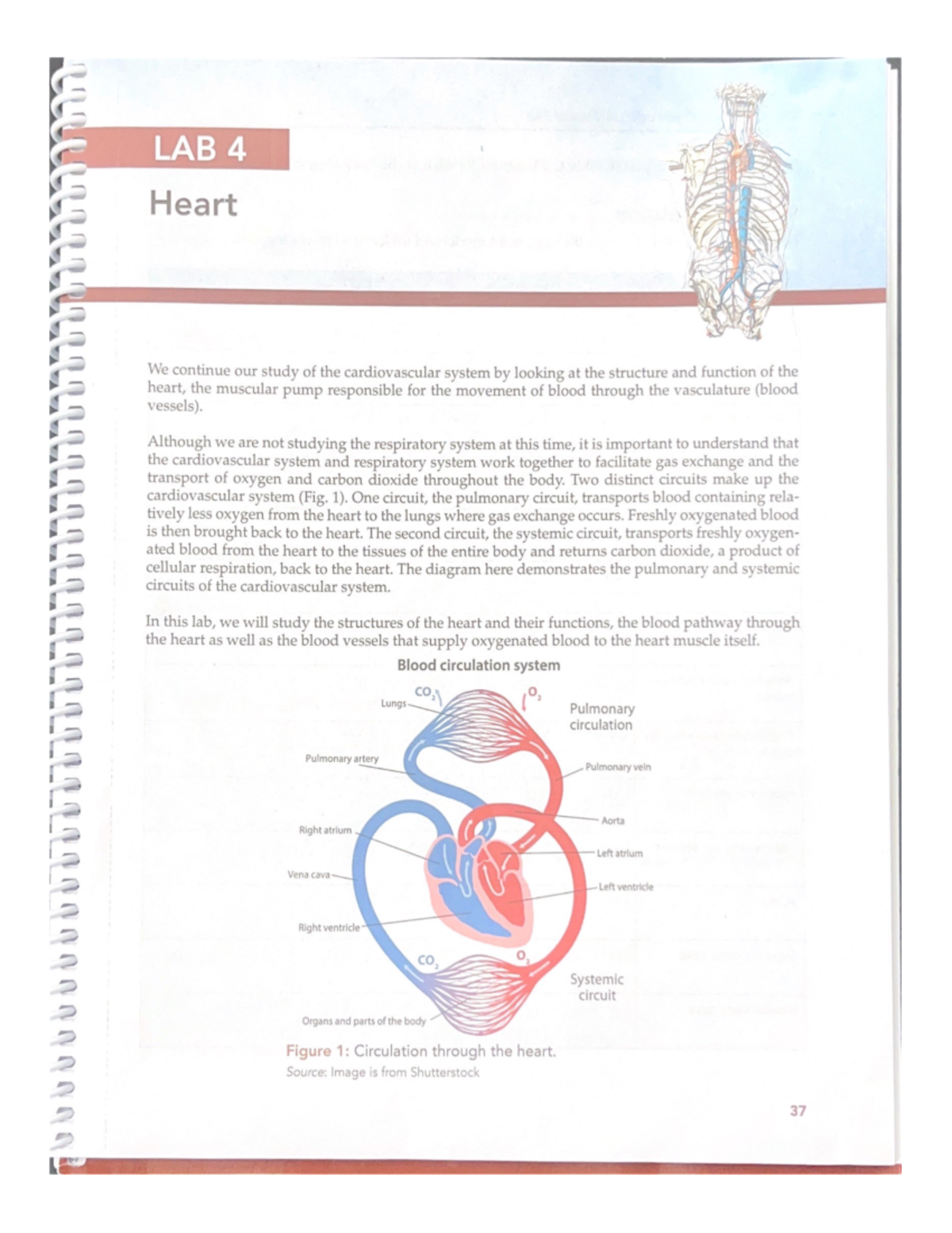 LAB 4- Heart Anatomy - VOVOVUVOVUVUVUTUP vb ton ten VUD toa co ...