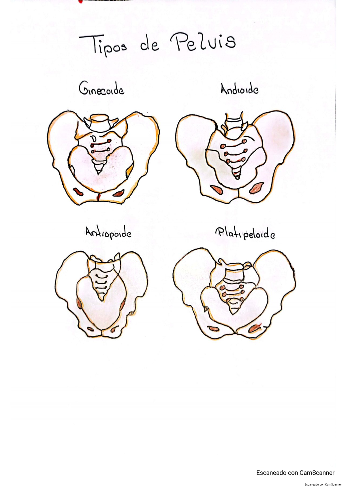 Tipos de pelvis - Anatomia Humana - Studocu