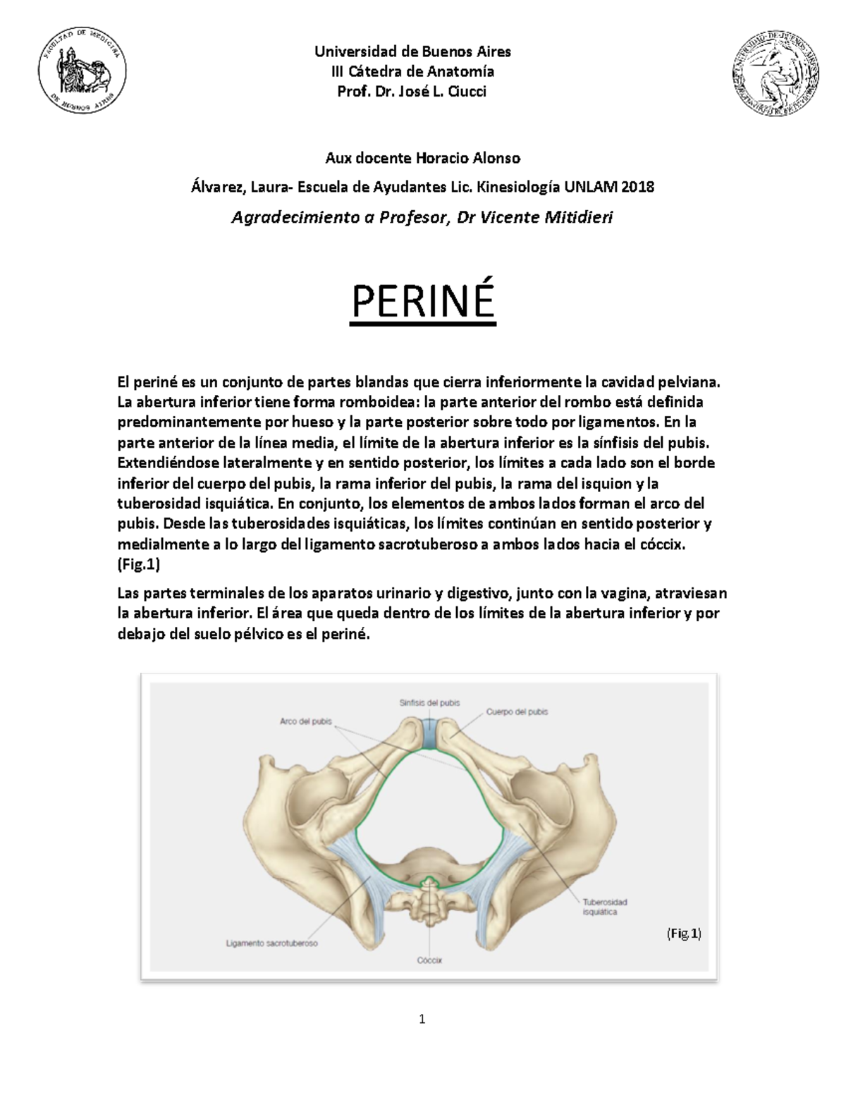 Perine - III C·tedra de AnatomÌa Prof. Dr. JosÈ L. Ciucci Aux docente ...