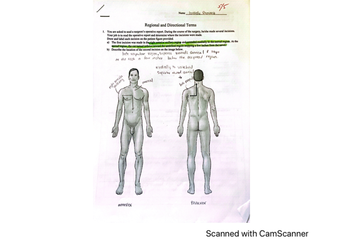 Regional and directional terms - BIO 50A - Studocu
