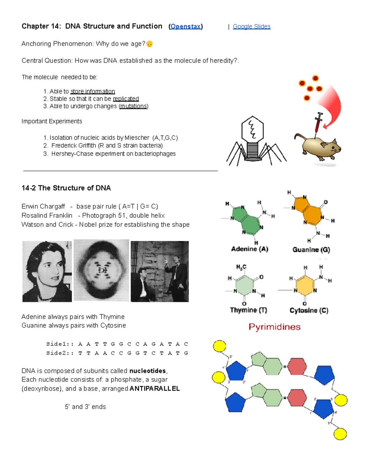 DNA+Guided+Notes - Dna - Chapter 14: DNA Structure and Function ...
