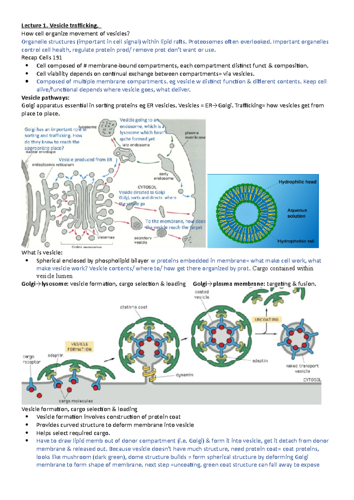 ANAT332 Lecture summary - Lecture 1. Vesicle trafficking. How cell ...