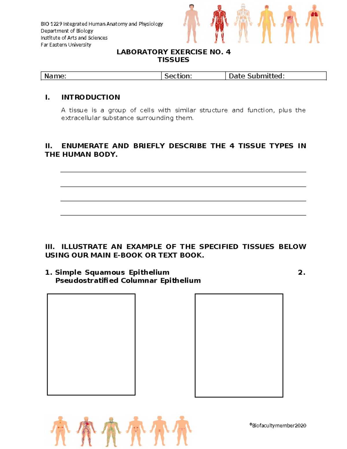 LAB Exercise 4 Tissues - Department of Biology Institute of Arts and Sciences Far Eastern ...