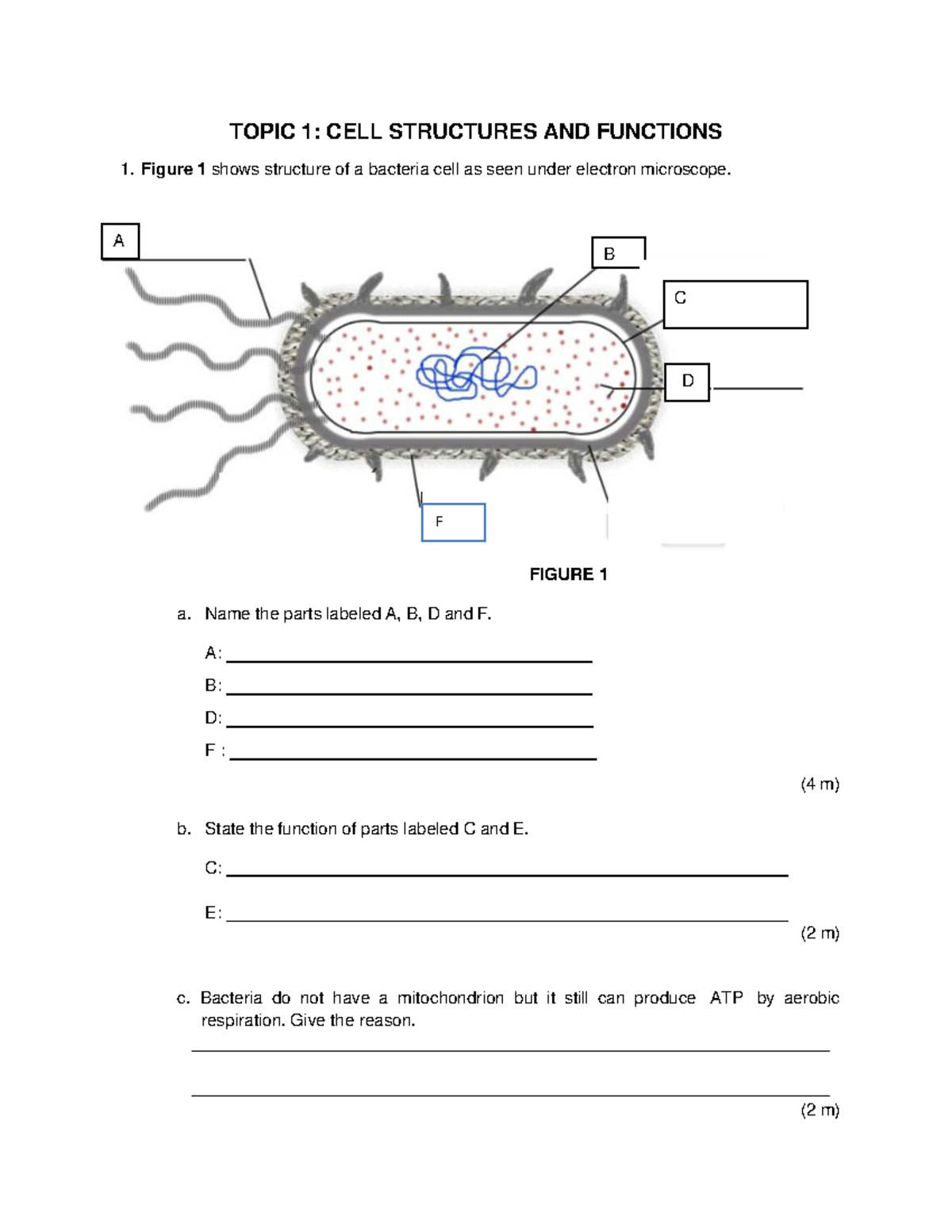 Tutorial Topic 1 CELL Structure AND Function - E D E TOPIC 1: CELL STRUCTURES AND FUNCTIONS ...